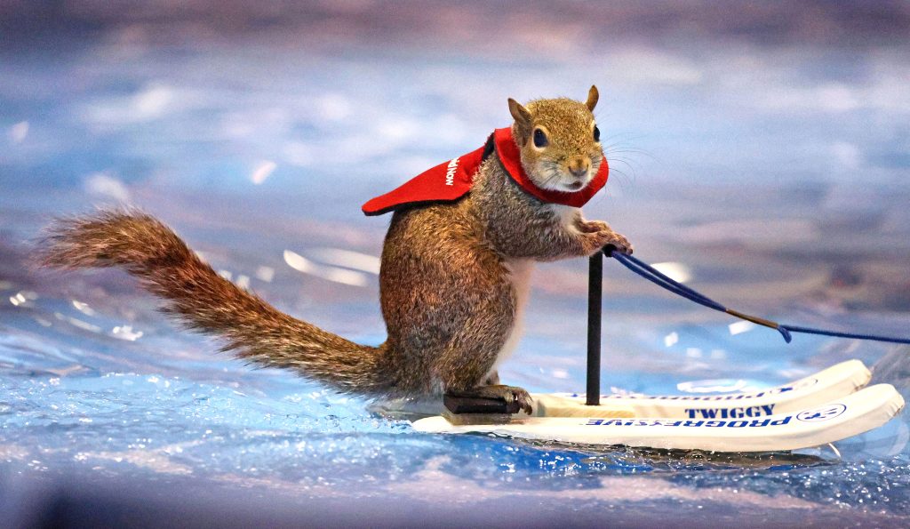 Twiggy the Water Skiing Squirrel - Saratoga County Fair